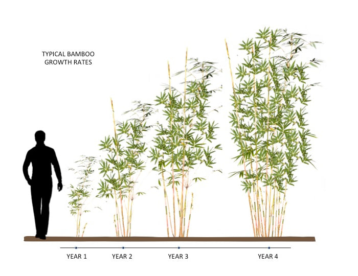 Articles & FAQs — Bamboo World Nursery