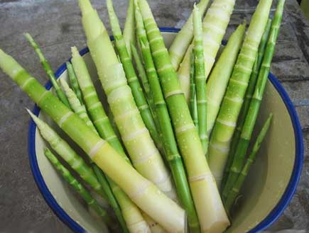 EDIBLE BAMBOO FOR THE DINNER TABLE — Bamboo World Nursery