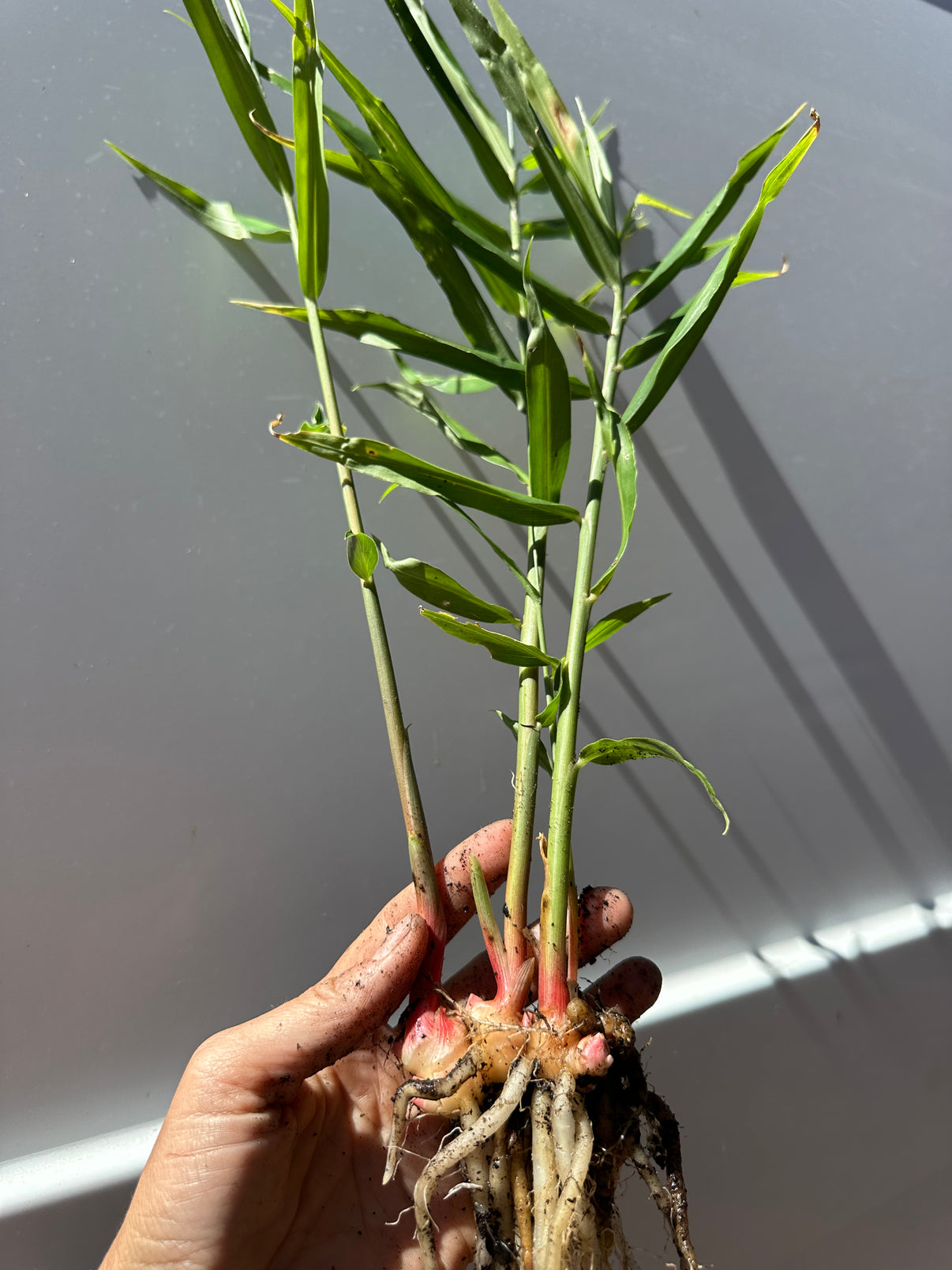 Edible Ginger - Zingiber officinale – Bamboo World Nursery