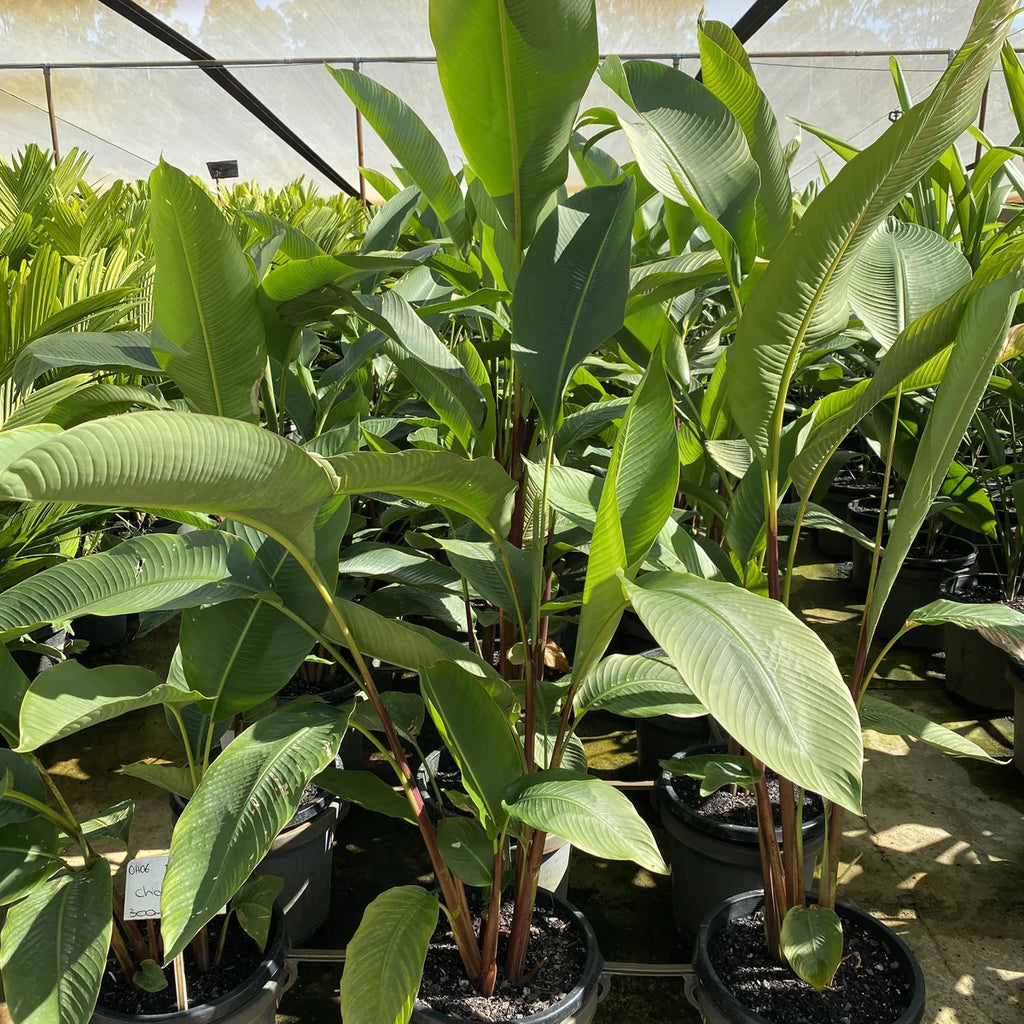 Heliconia Bihai - Chocolate Dancer — Bamboo World Nursery
