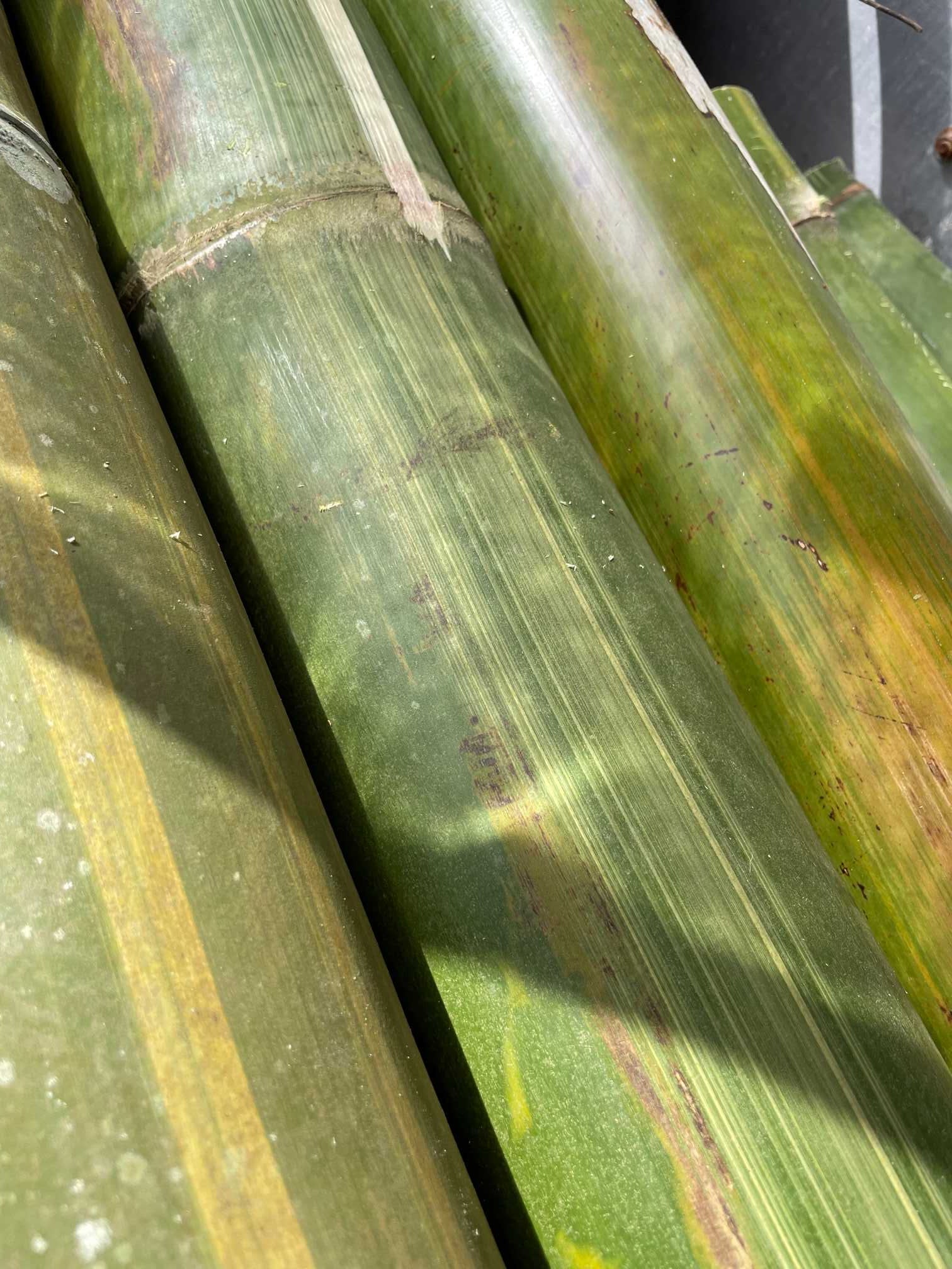 Poles bamboo cut green – Bamboo World Nursery