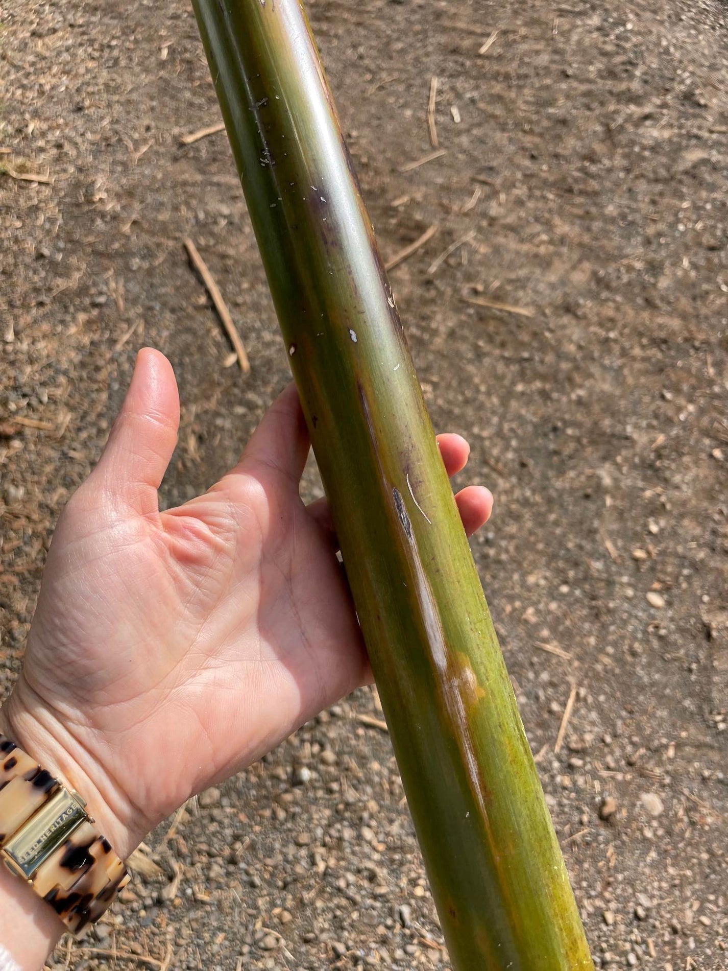 Poles bamboo cut green – Bamboo World Nursery