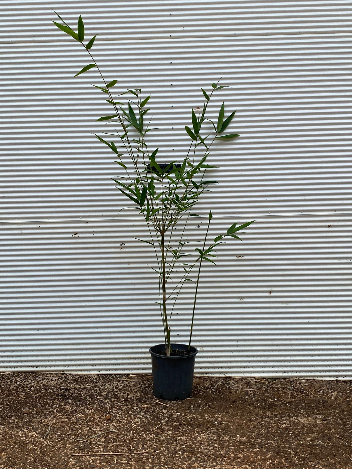 Gracilis Slender Weavers (Bambusa textilis var gracilis) – Bamboo World ...