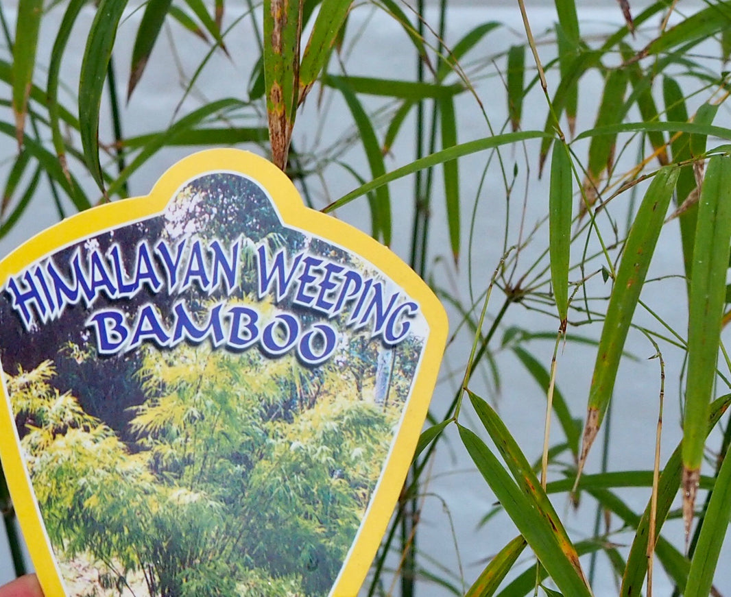 Clumping Bamboo & Tropical Plant Specialists – Bamboo World Nursery