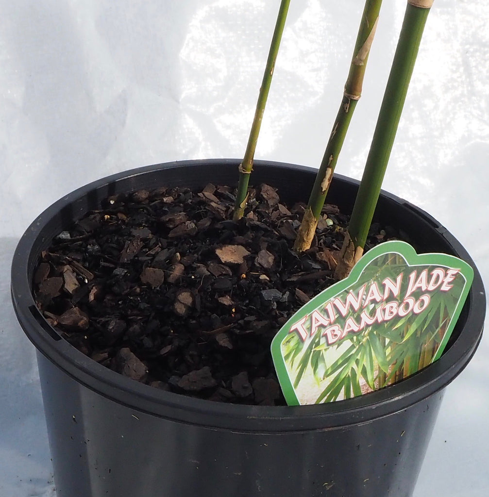 Taiwan Jade (Bambusa dolichomerithalla) — Bamboo World Nursery