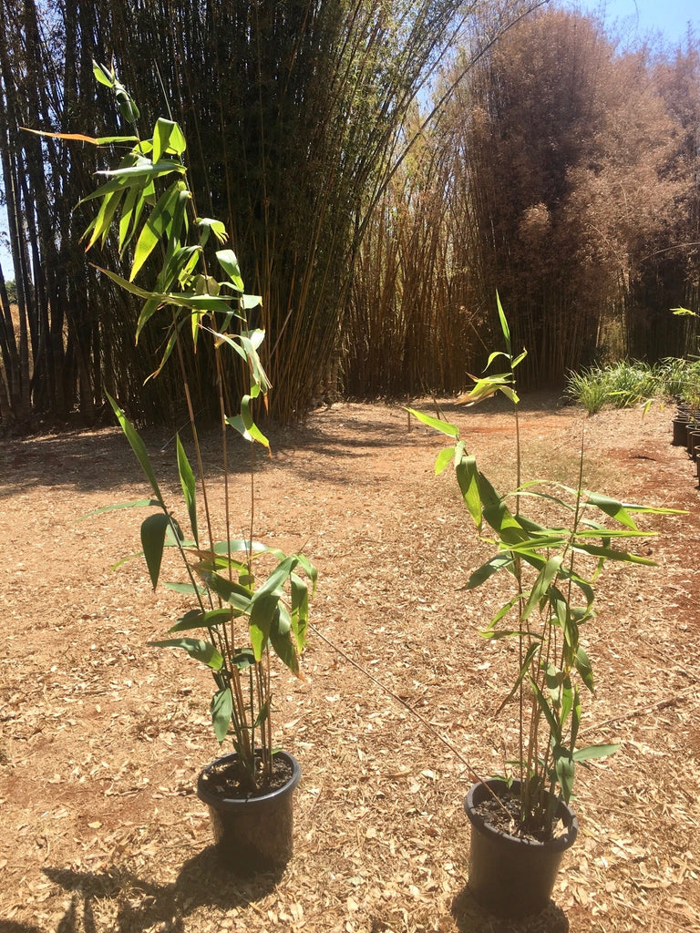 Tiger Grass (Thysanolaena maxima) — Bamboo World Nursery