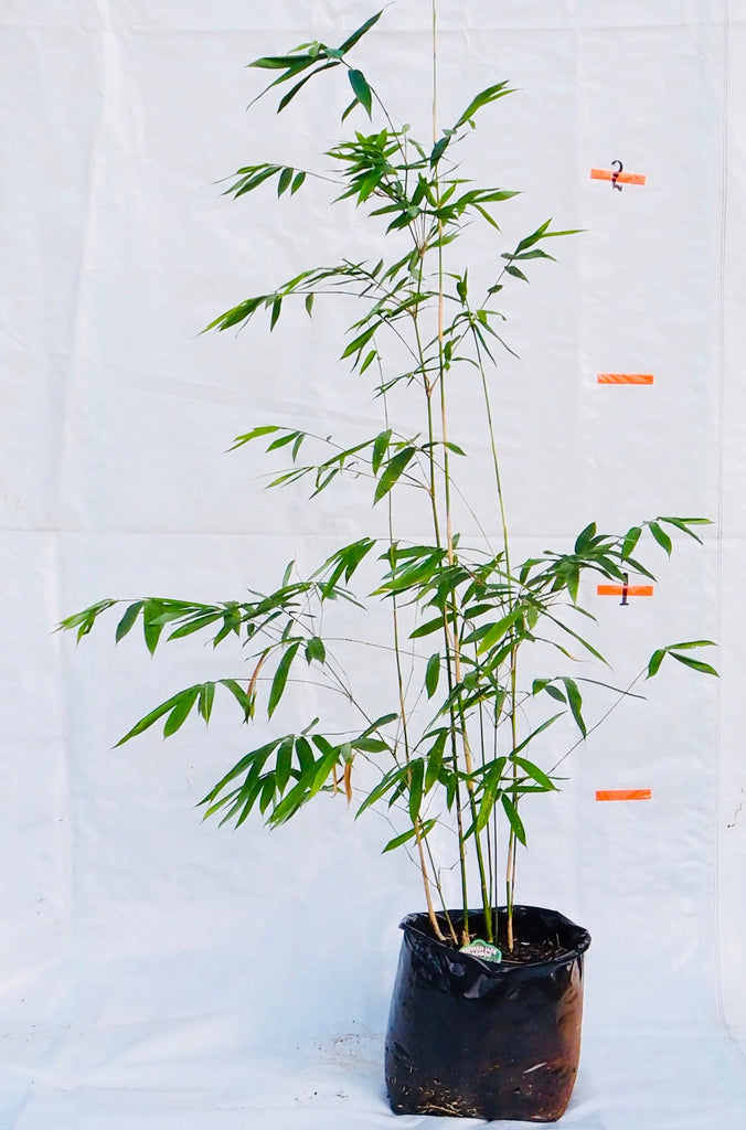 Taiwan Jade (Bambusa dolichomerithalla) — Bamboo World Nursery