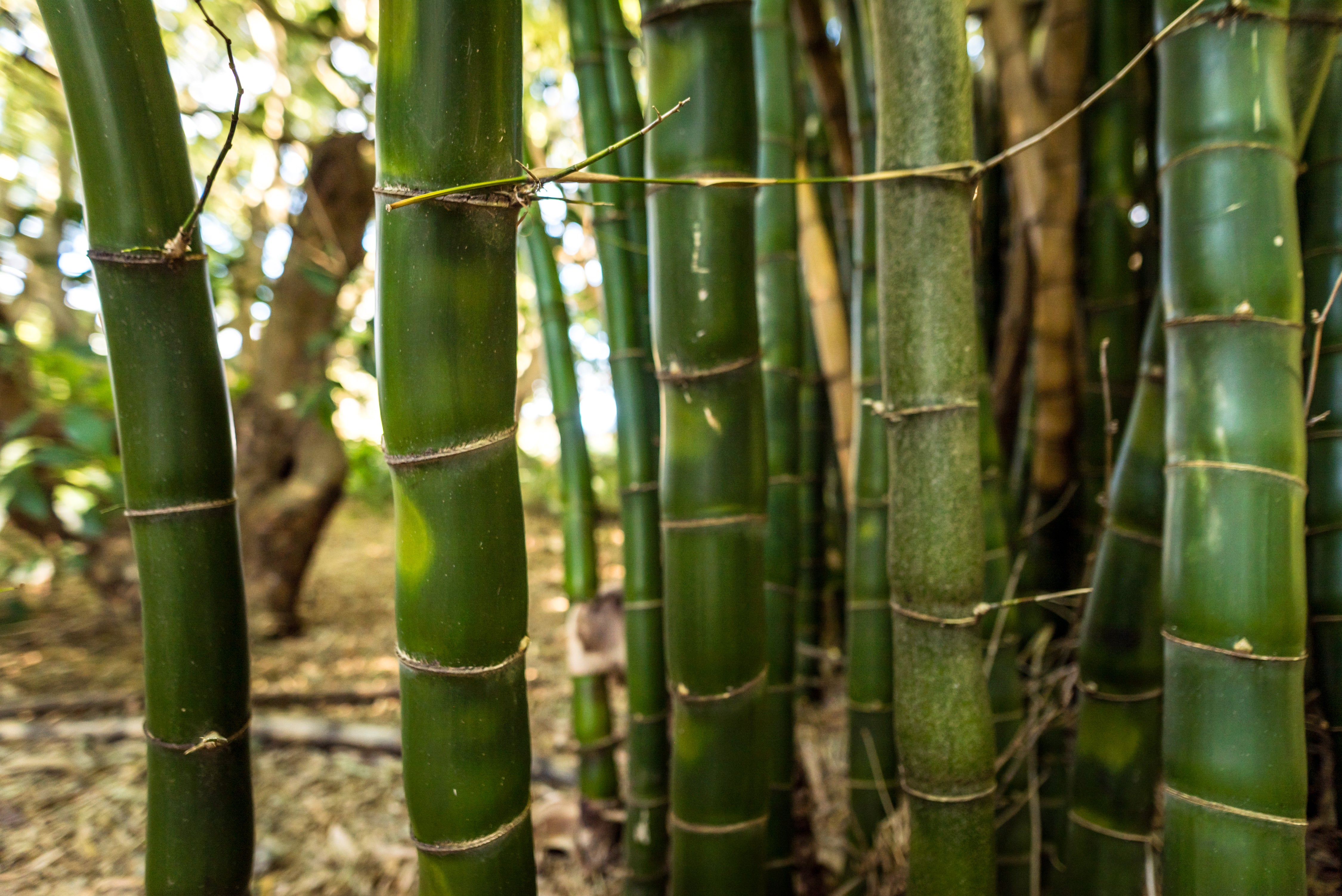 Products – Bamboo World Nursery