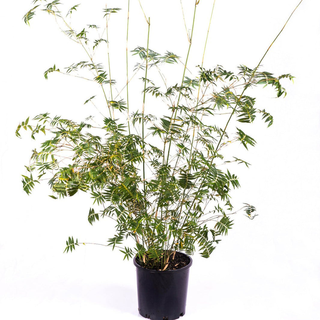 Guadua angustifolia (Colombian Giant Thorny) Bamboo — Bamboo World Nursery
