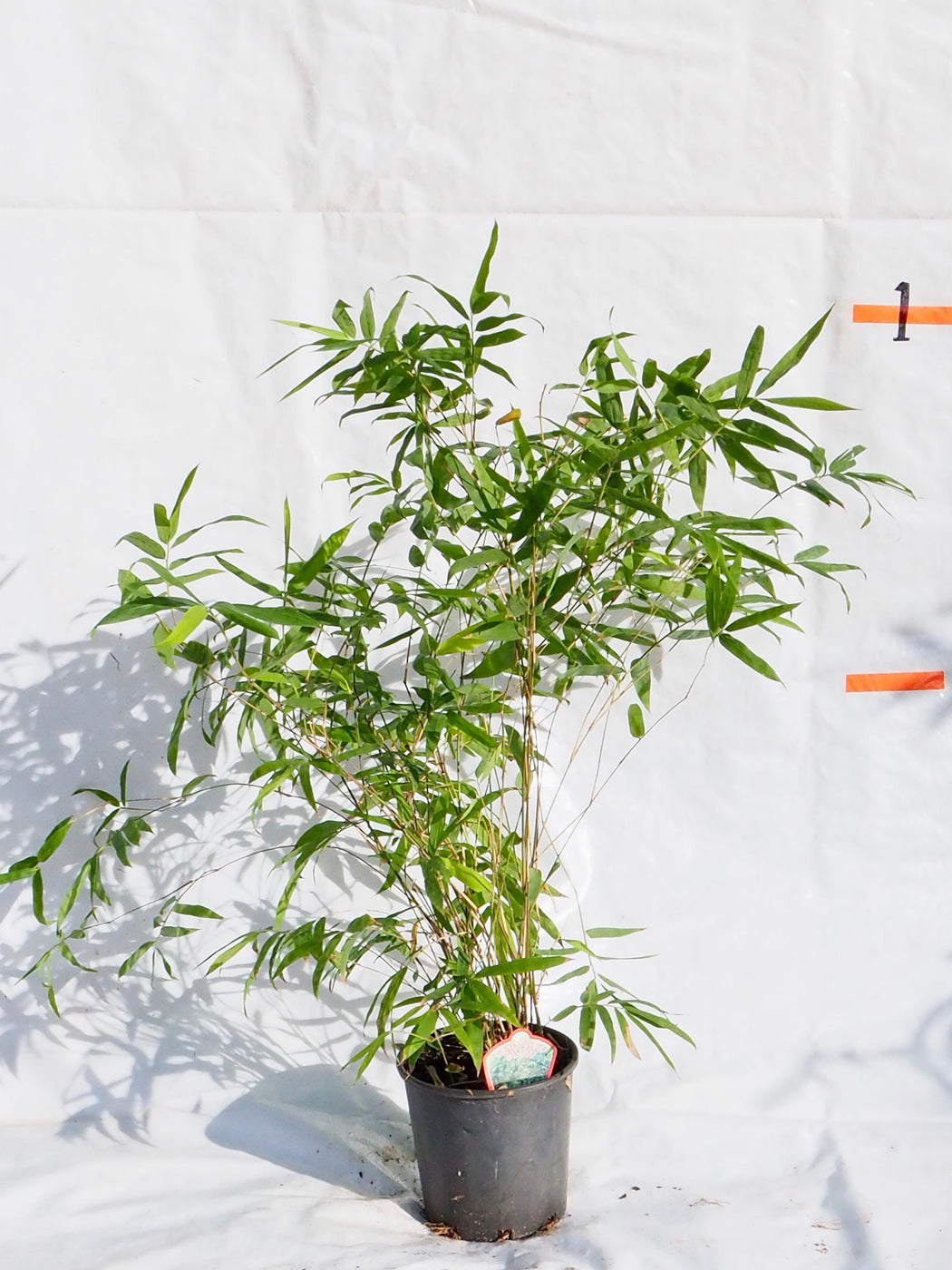 Chinese Dwarf (Bambusa guangxiensis) — Bamboo World Nursery