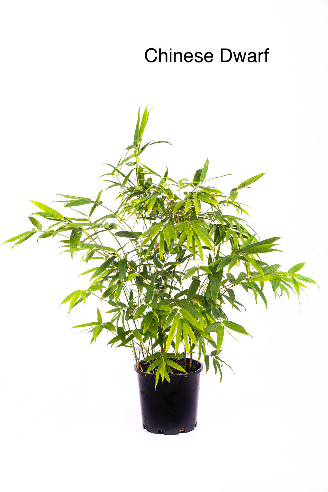 Chinese Dwarf (Bambusa guangxiensis) – Bamboo World Nursery