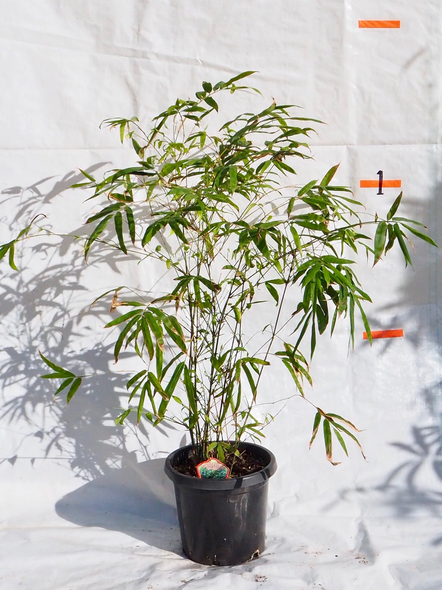 Chinese Dwarf (Bambusa guangxiensis) — Bamboo World Nursery