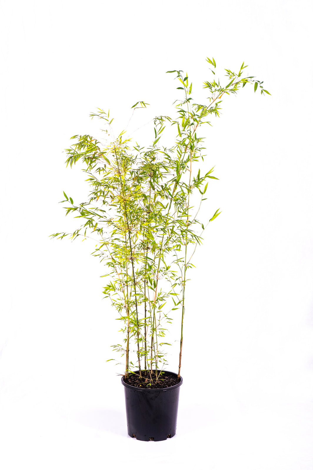 Costa Rican Weeping (Chusquea coronalis) — Bamboo World Nursery