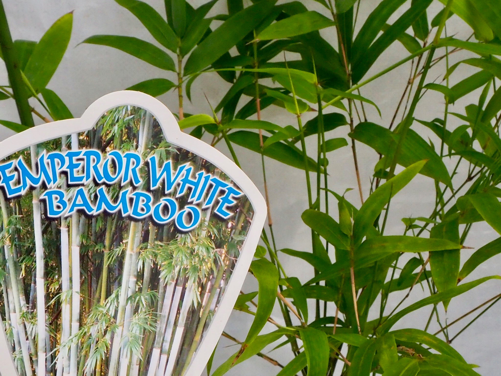 Clumping Bamboo & Tropical Plant Specialists – Bamboo World Nursery