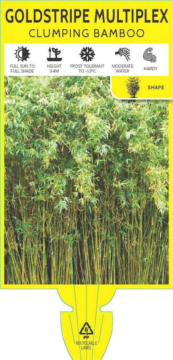 Bambusa Multiplex Goldstripe — Bamboo World Nursery