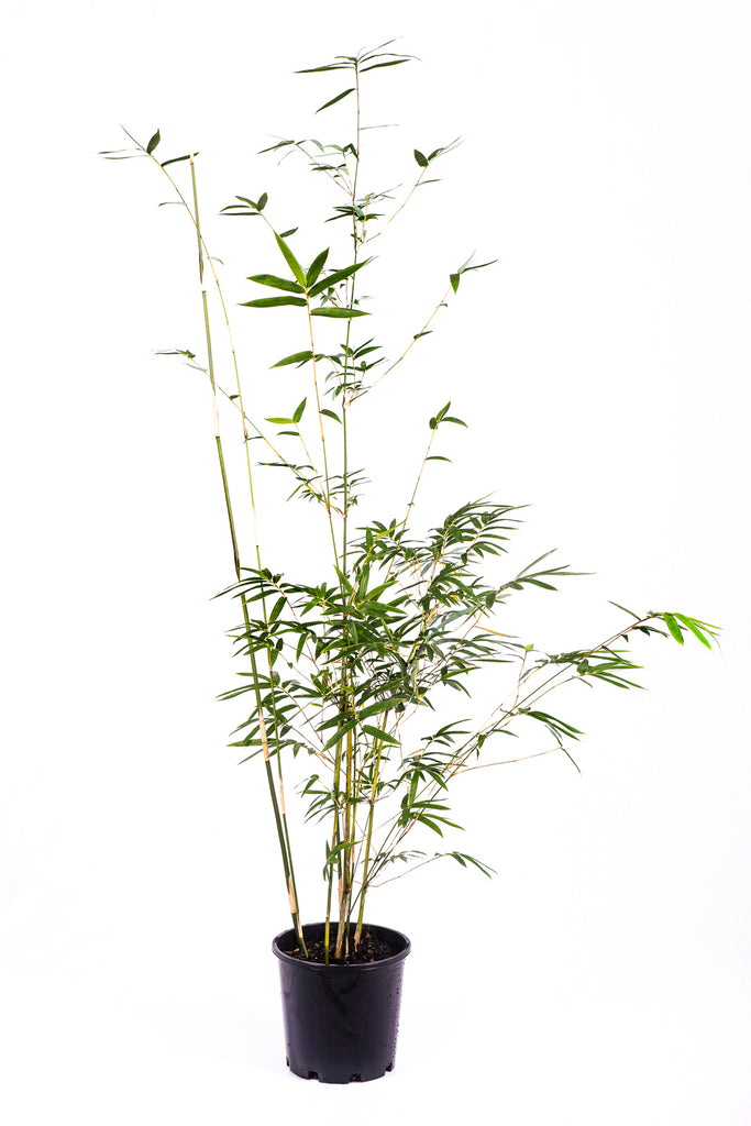 Bambusa Multiplex Goldstripe — Bamboo World Nursery