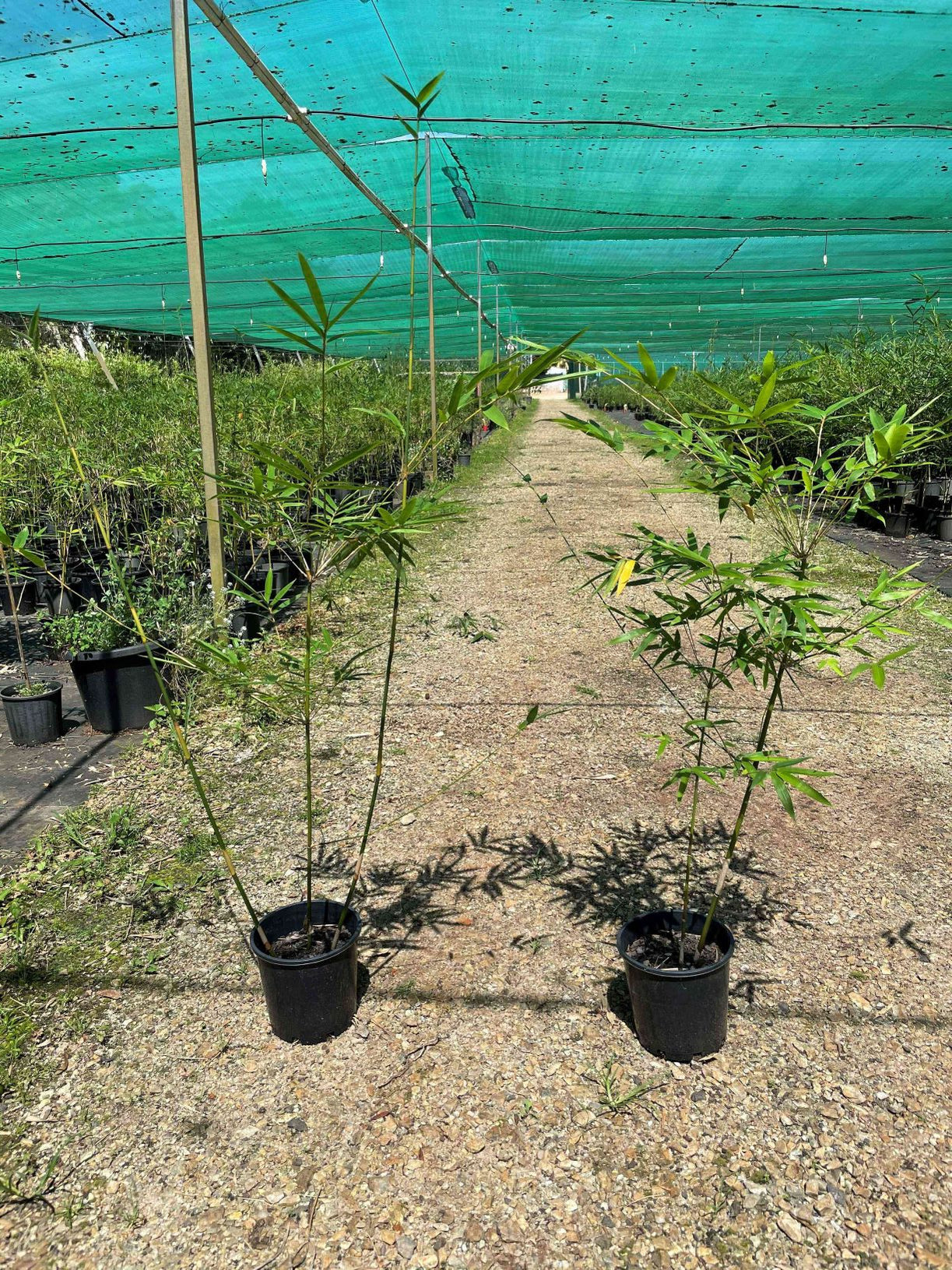 Gracilis Slender Weavers (Bambusa textilis var gracilis) — Bamboo World ...