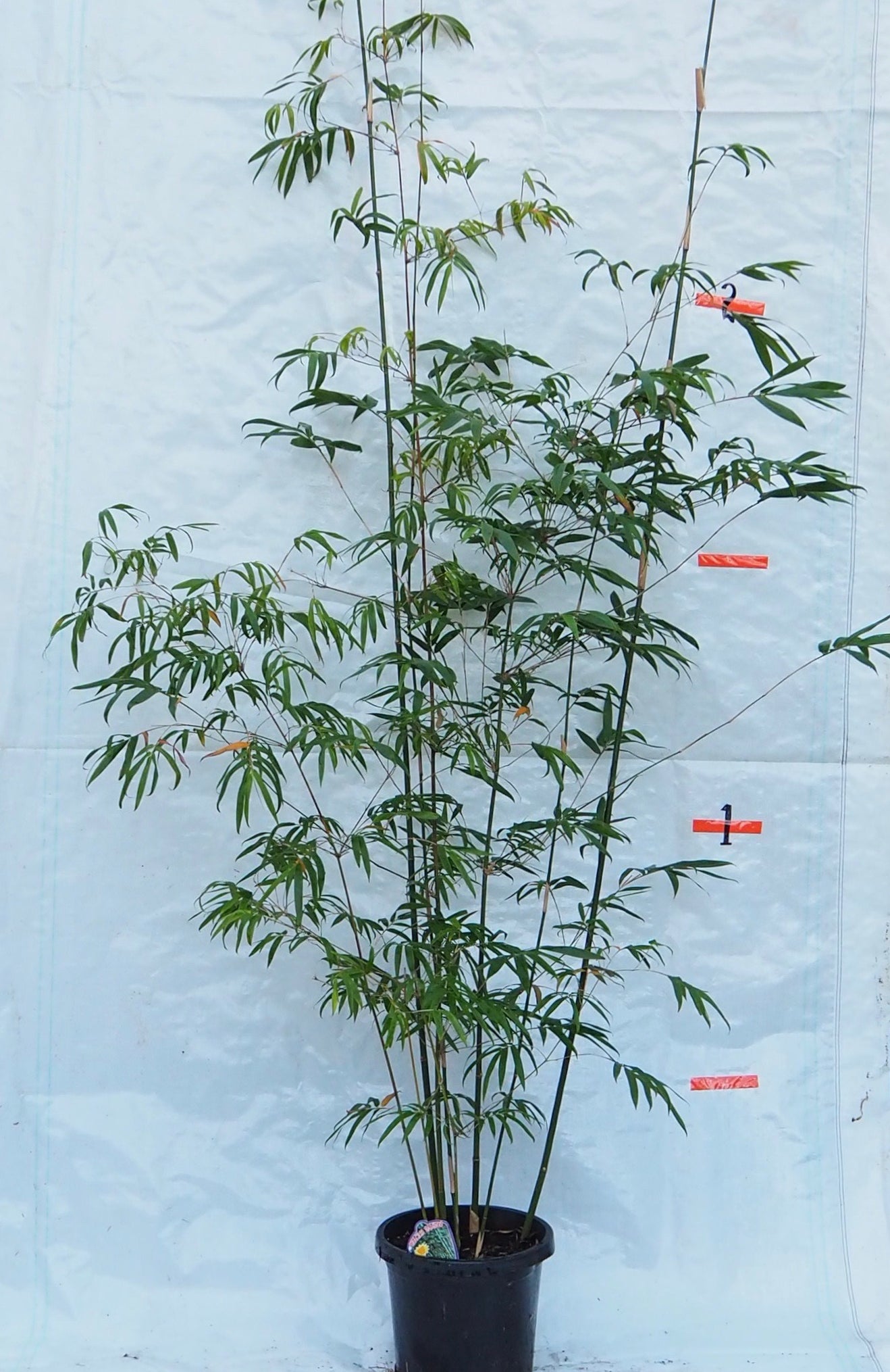 Gracilis Slender Weavers (Bambusa textilis var gracilis) — Bamboo World ...
