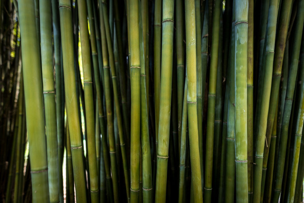 Bamboo Root Barrier for your garden bed — Bamboo World Nursery