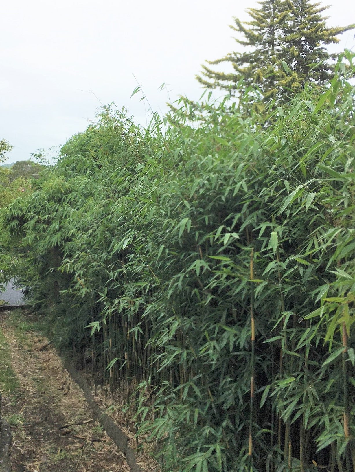 Gracilis Slender Weavers (Bambusa textilis var gracilis) — Bamboo World ...