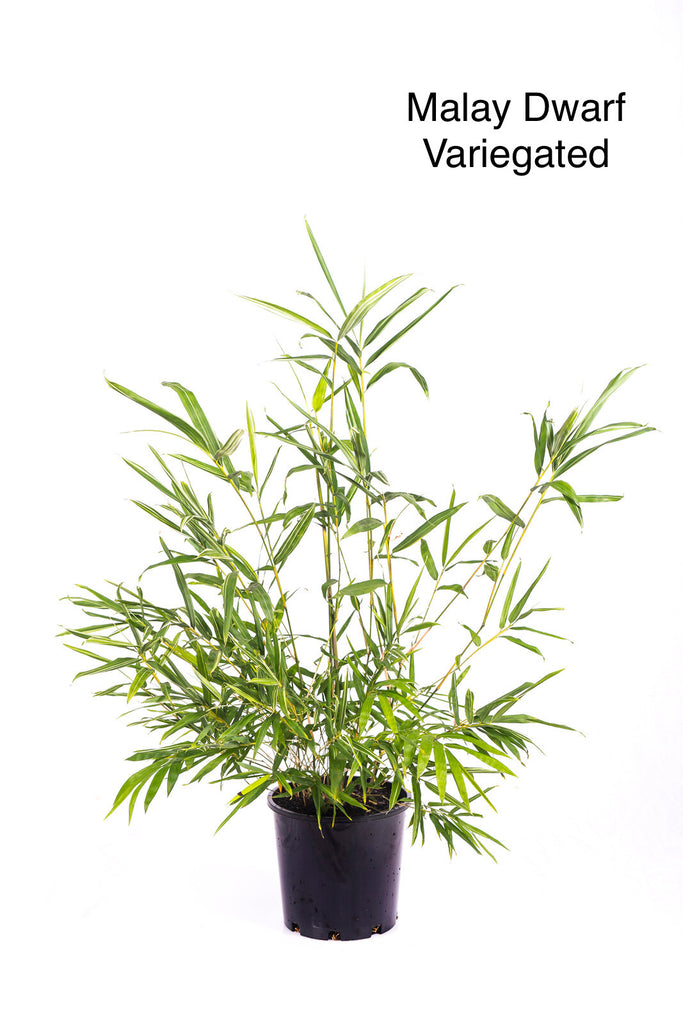 Malay Dwarf Varigated (Bambusa heterostachya variegated) — Bamboo World ...