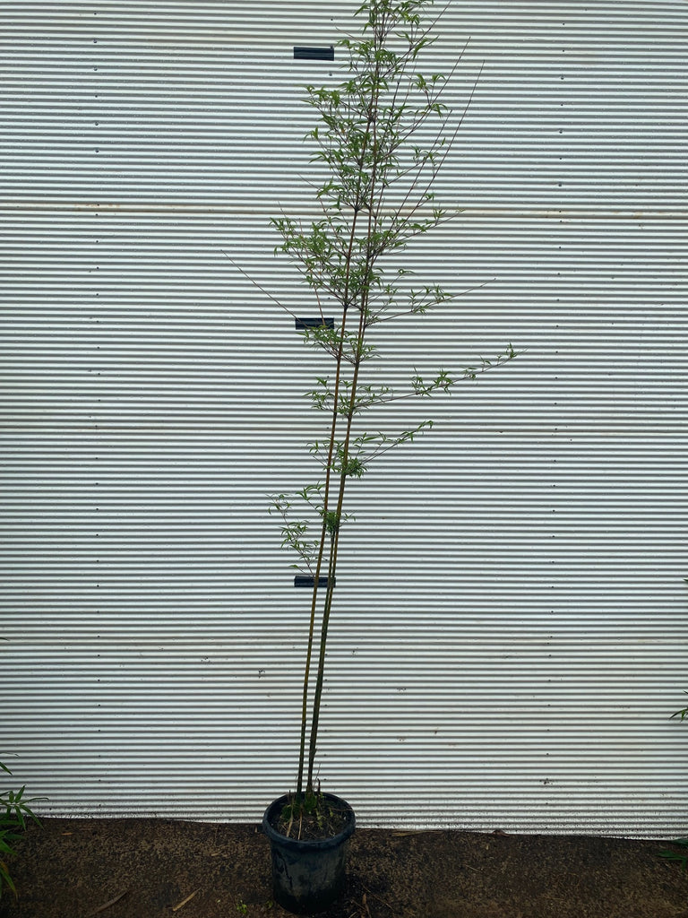 Monastery Bamboo (Thyrostachys Siamensis) — Bamboo World Nursery