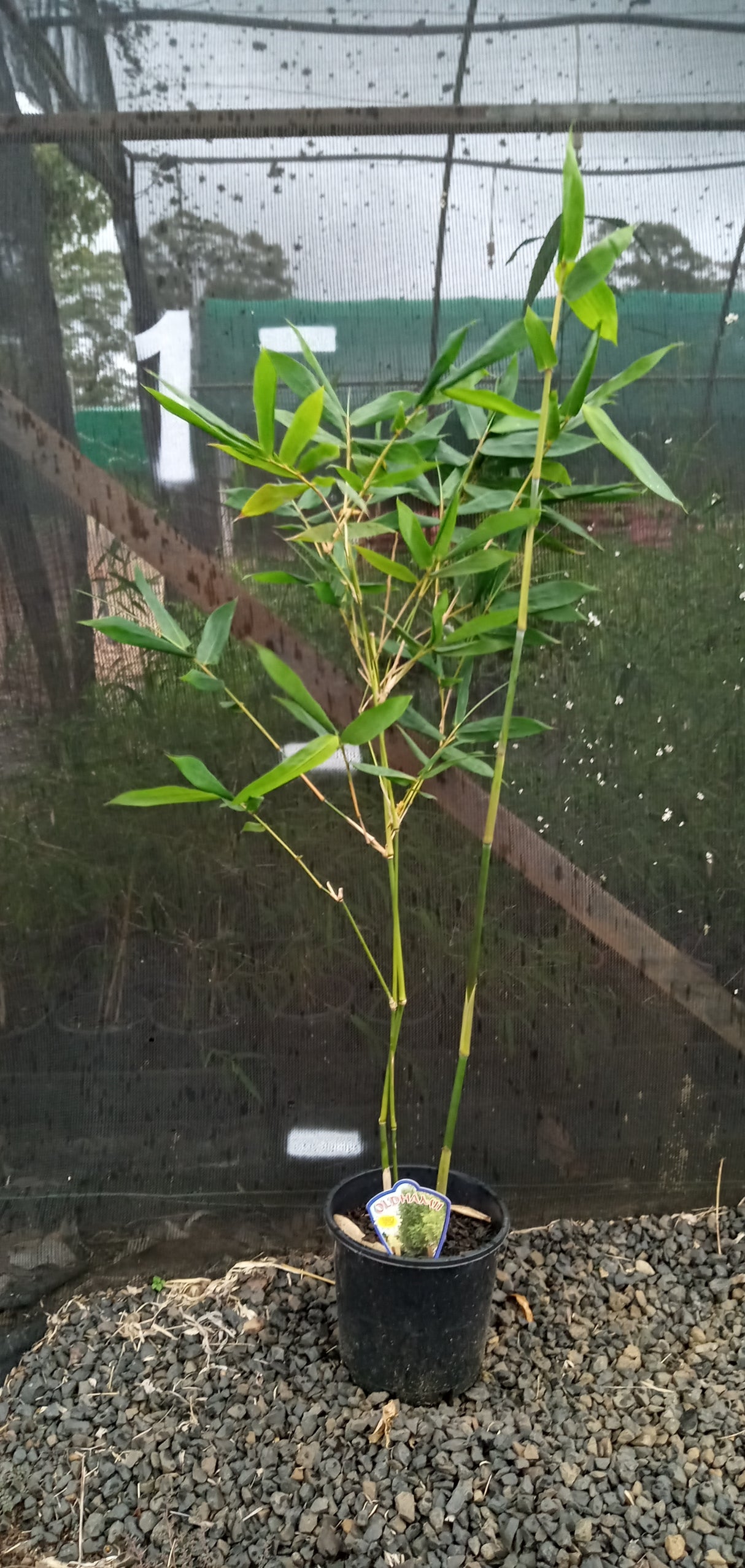 Oldhamii (Bambusa oldhamii) — Bamboo World Nursery