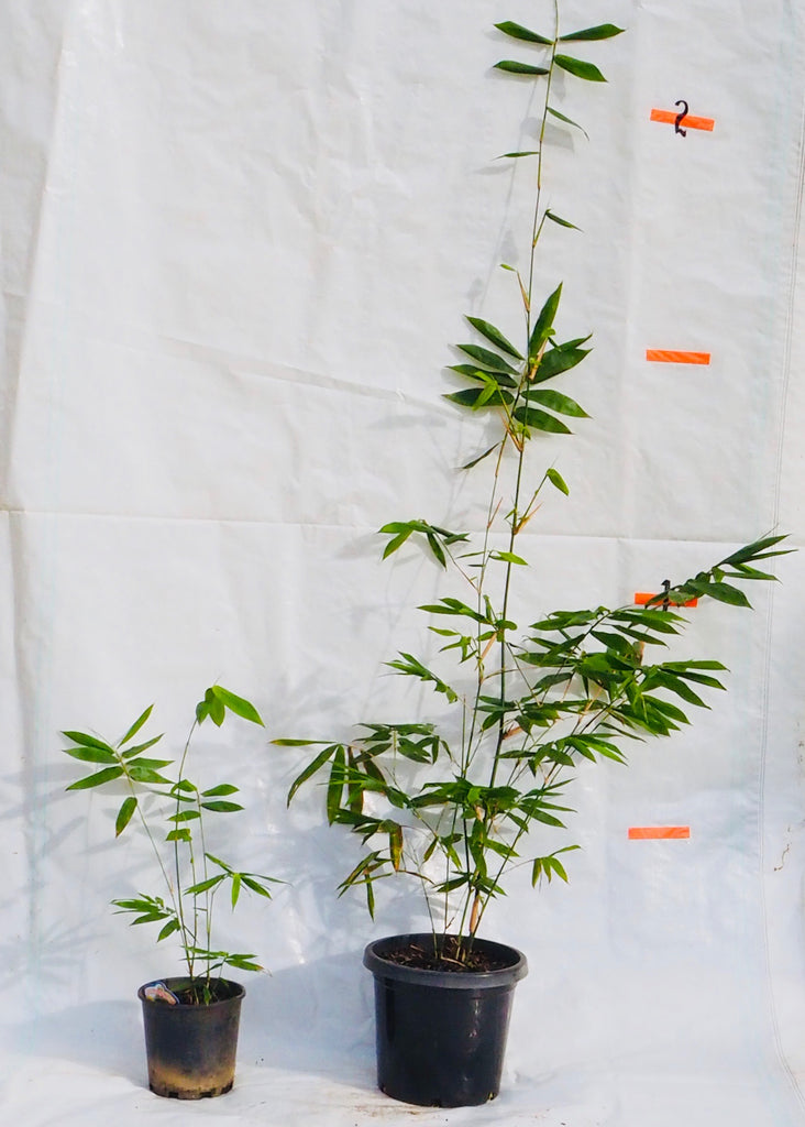 Oldhamii (Bambusa oldhamii) — Bamboo World Nursery