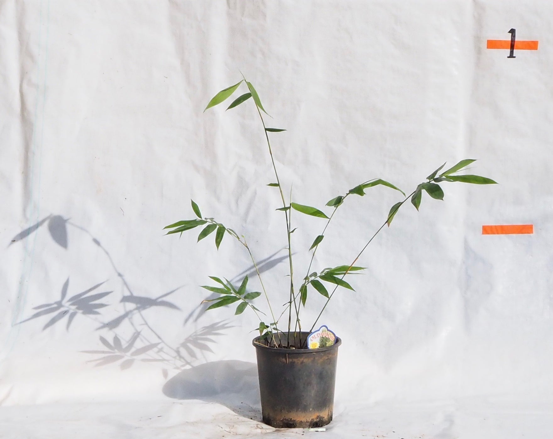 Oldhamii (Bambusa oldhamii) — Bamboo World Nursery