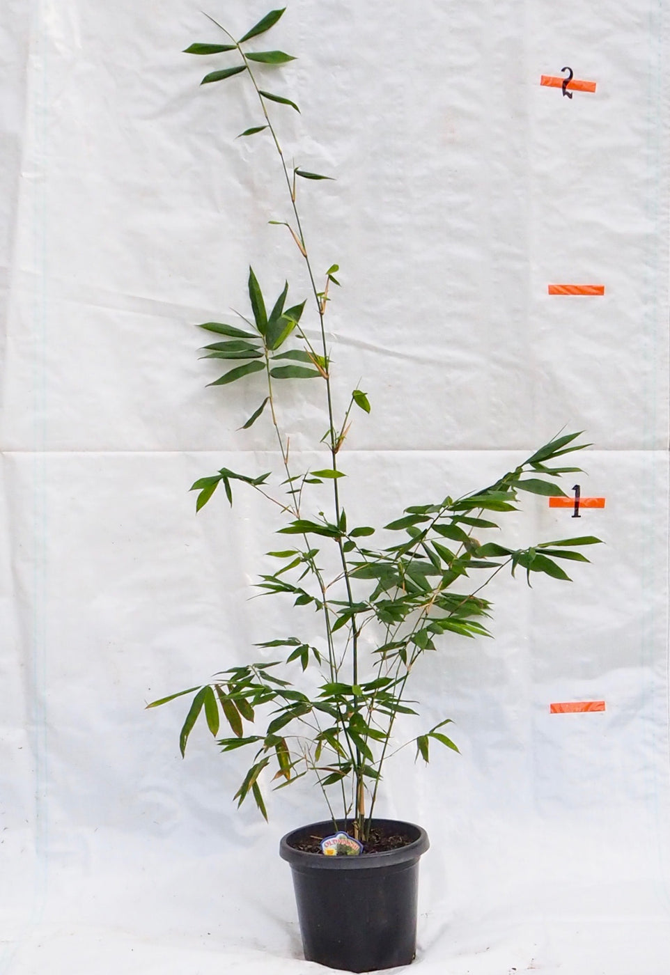 Oldhamii (Bambusa oldhamii) — Bamboo World Nursery