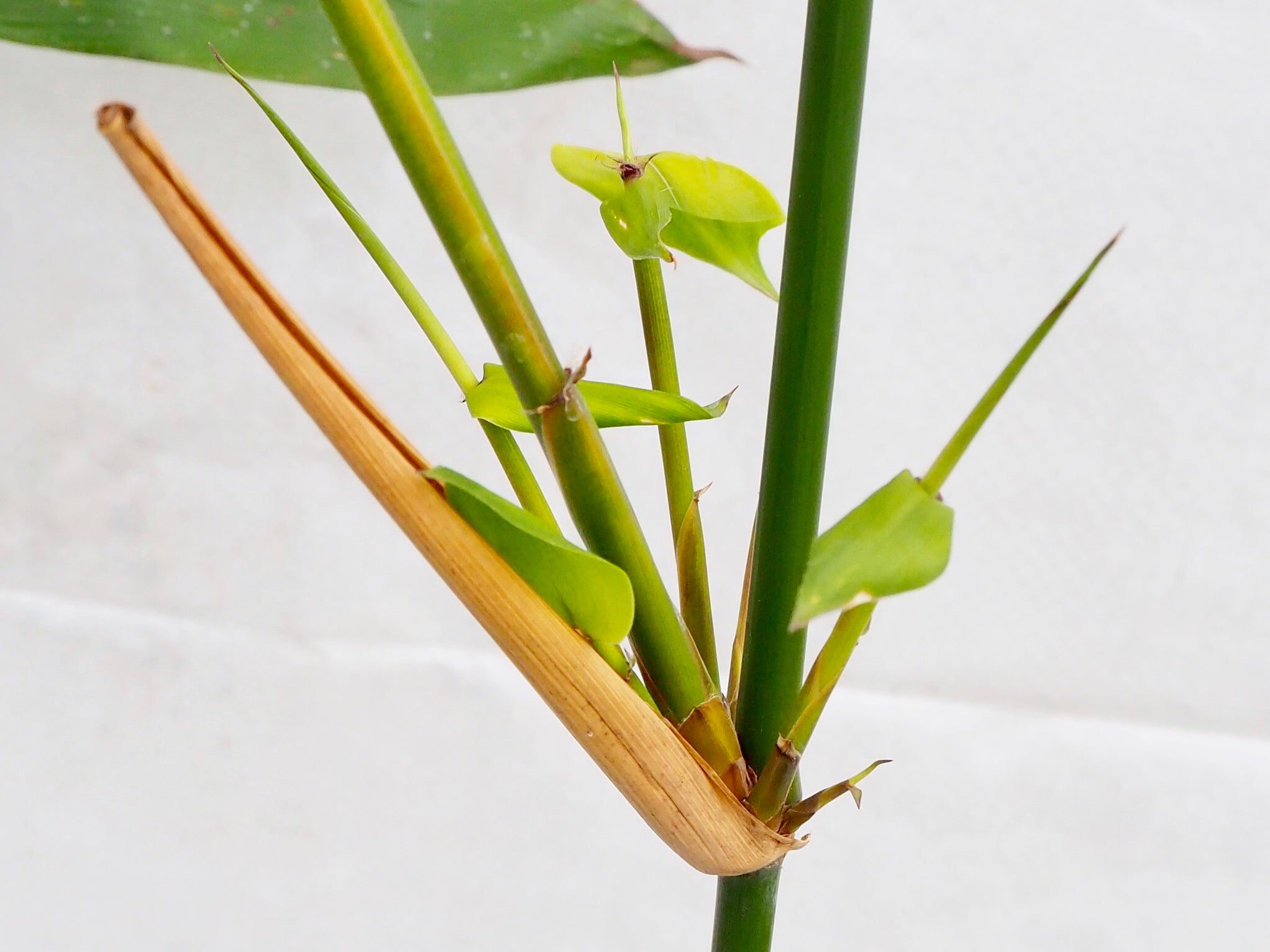 Oldhamii (Bambusa oldhamii) — Bamboo World Nursery