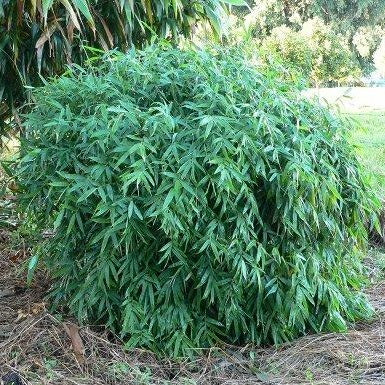 Chinese Dwarf (Bambusa guangxiensis) — Bamboo World Nursery