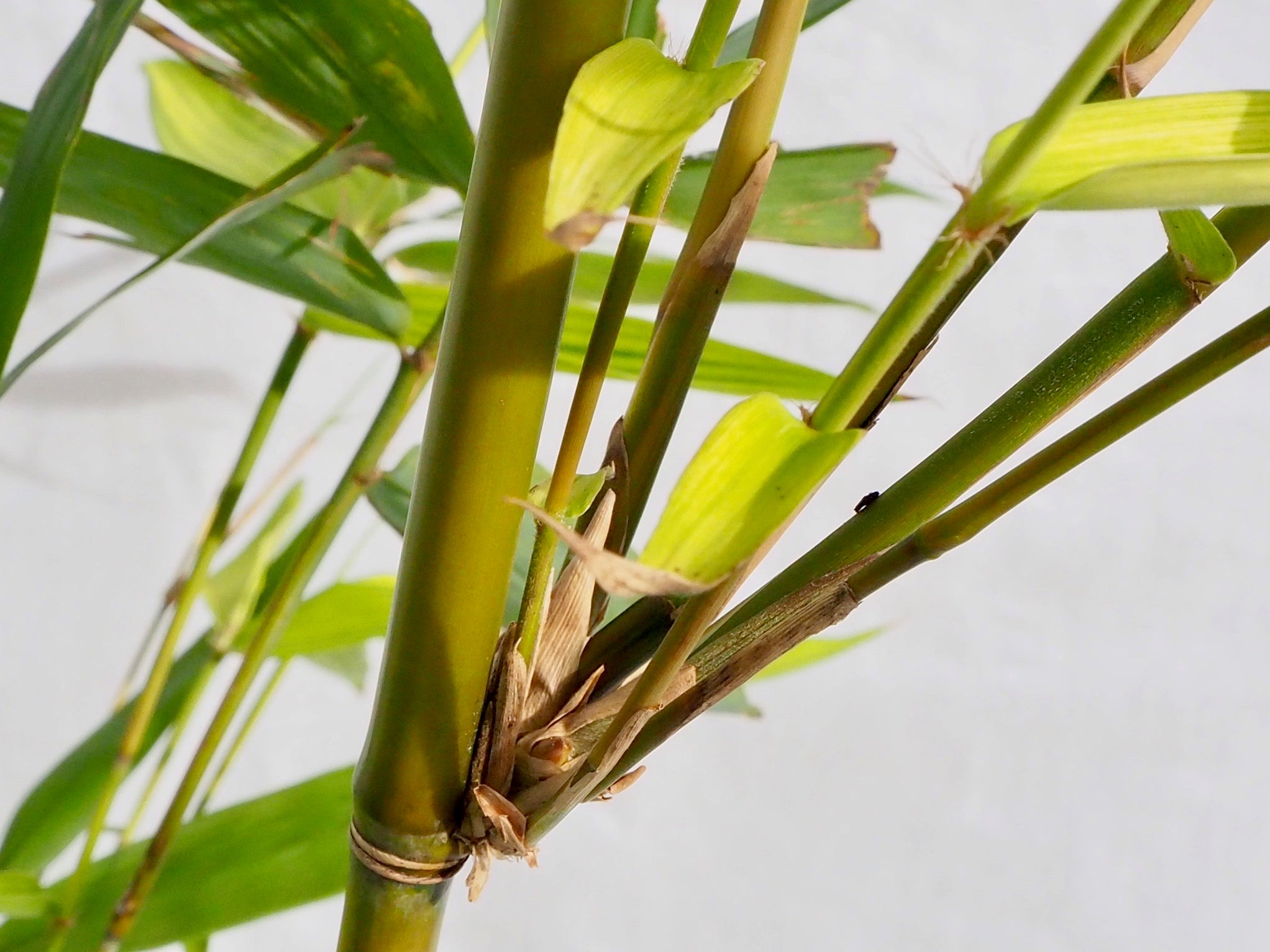 Taiwan Jade (Bambusa dolichomerithalla) — Bamboo World Nursery