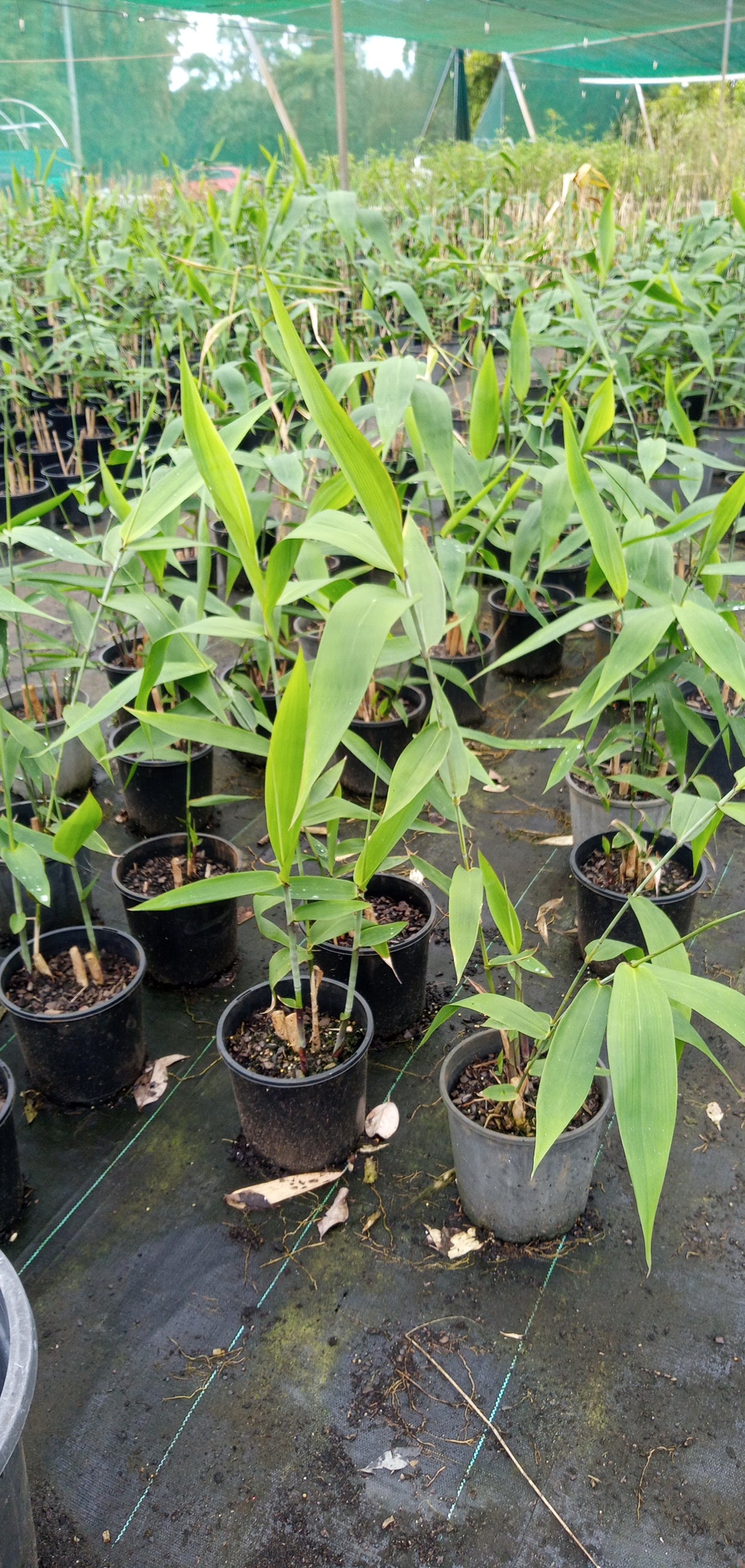Tiger Grass (Thysanolaena maxima) — Bamboo World Nursery