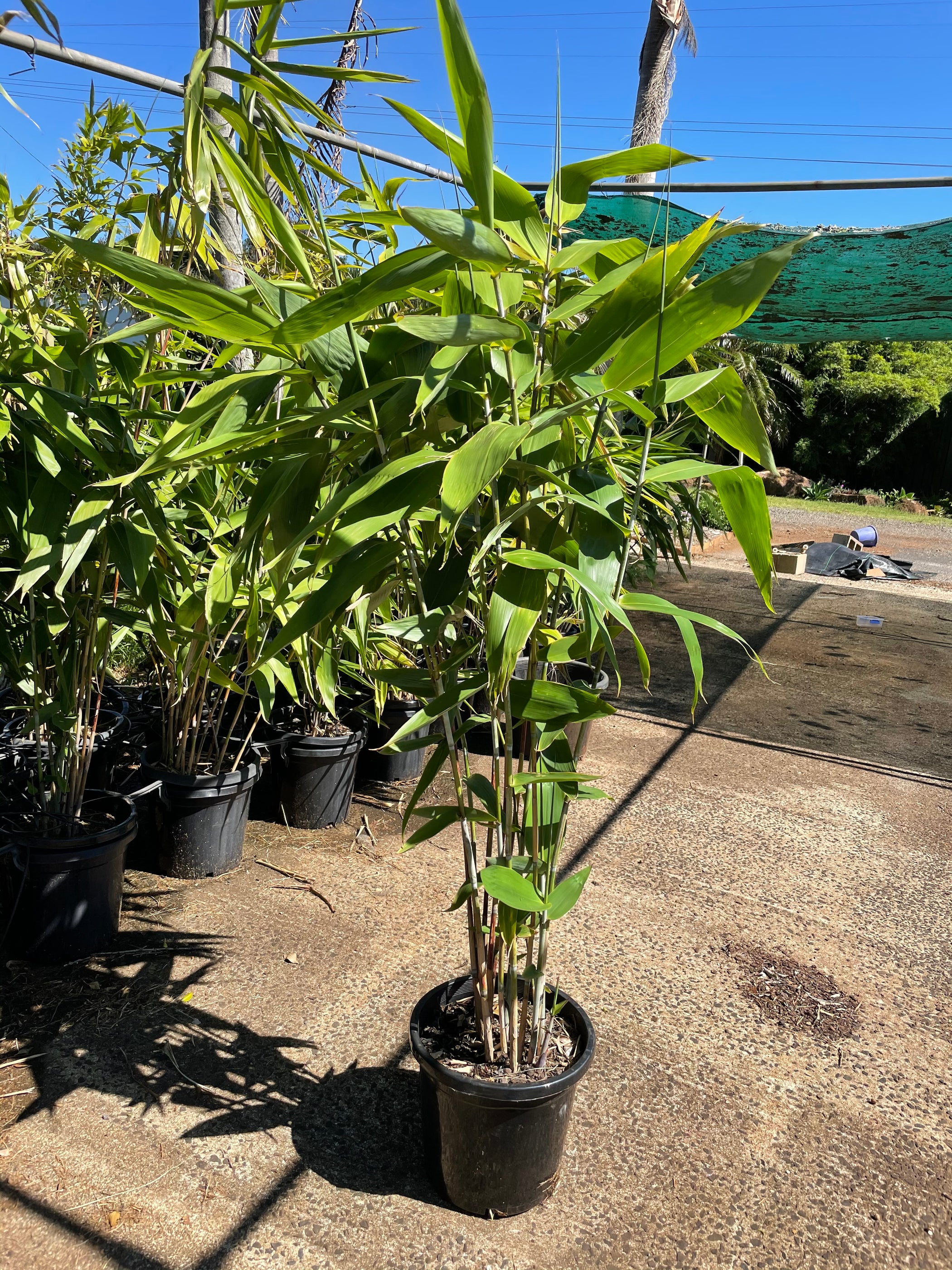 Tiger Grass Thysanolaena Maxima — Bamboo World Nursery