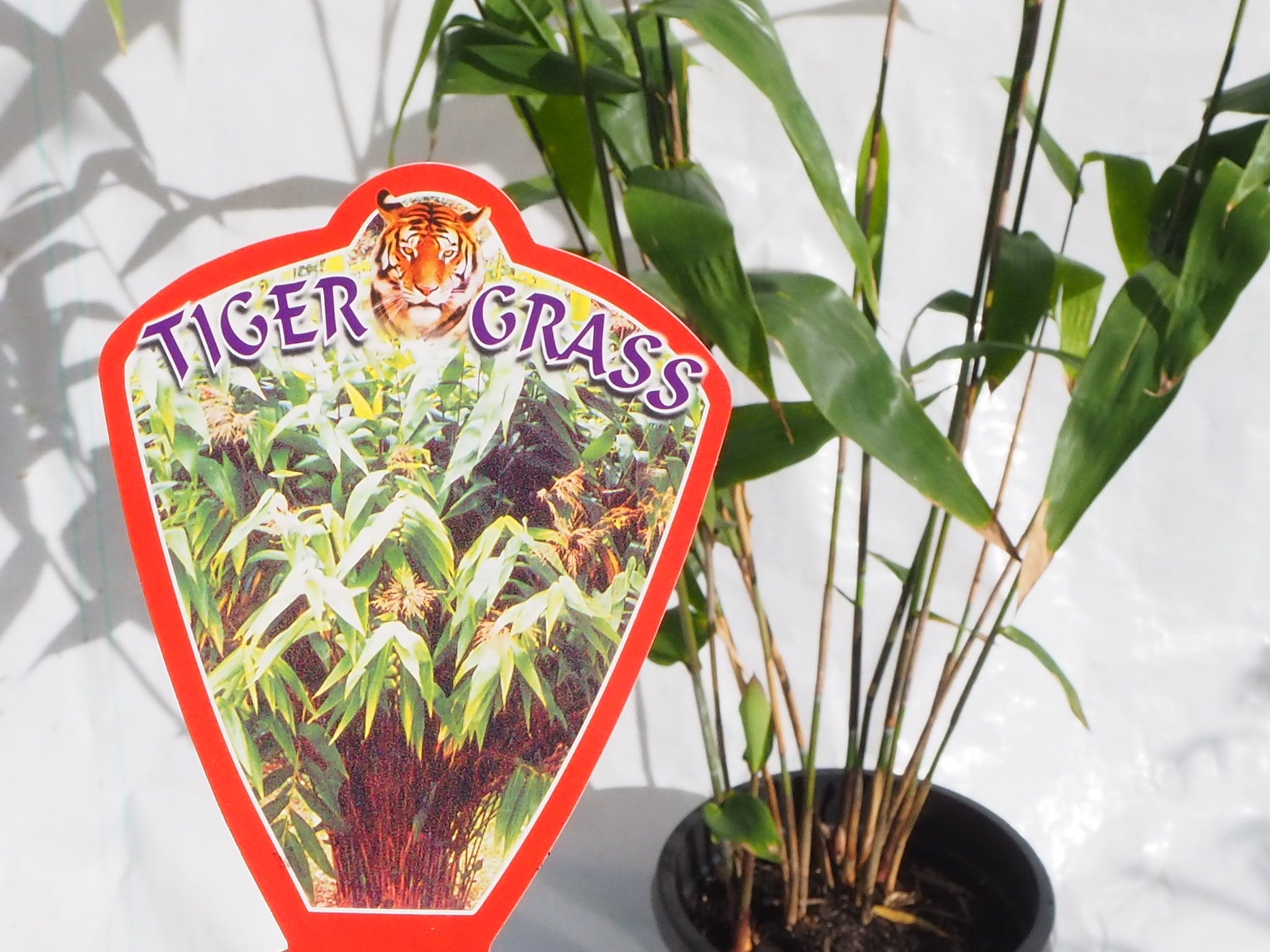 Tiger Grass (Thysanolaena maxima) — Bamboo World Nursery