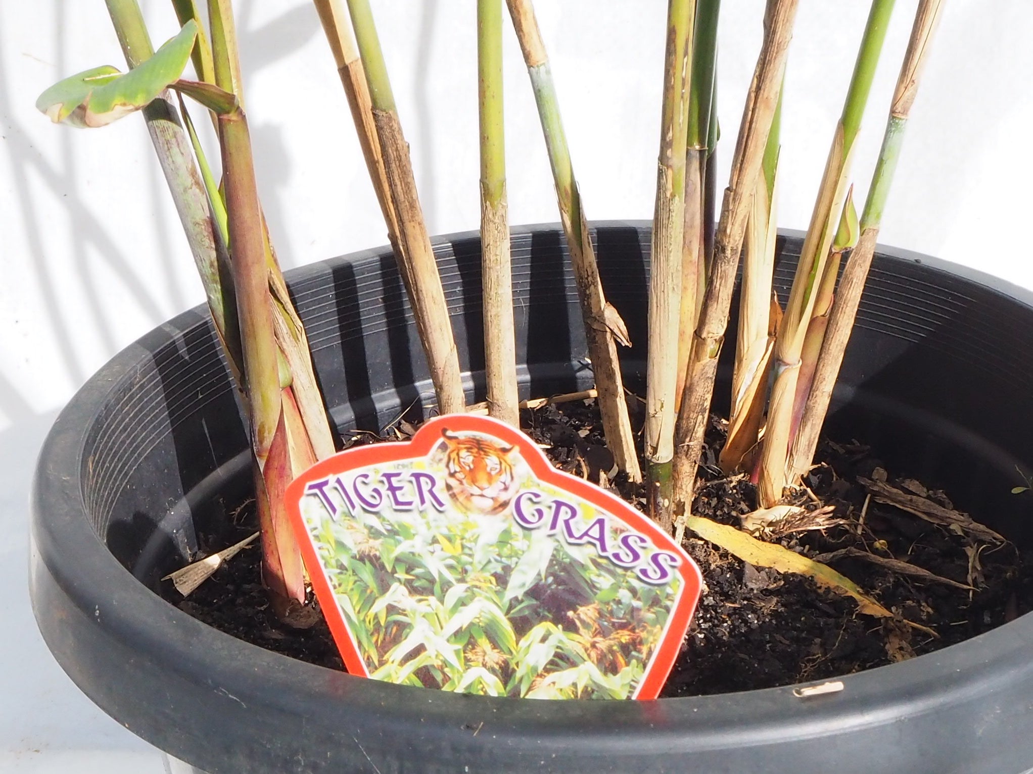 Tiger Grass (Thysanolaena maxima) — Bamboo World Nursery