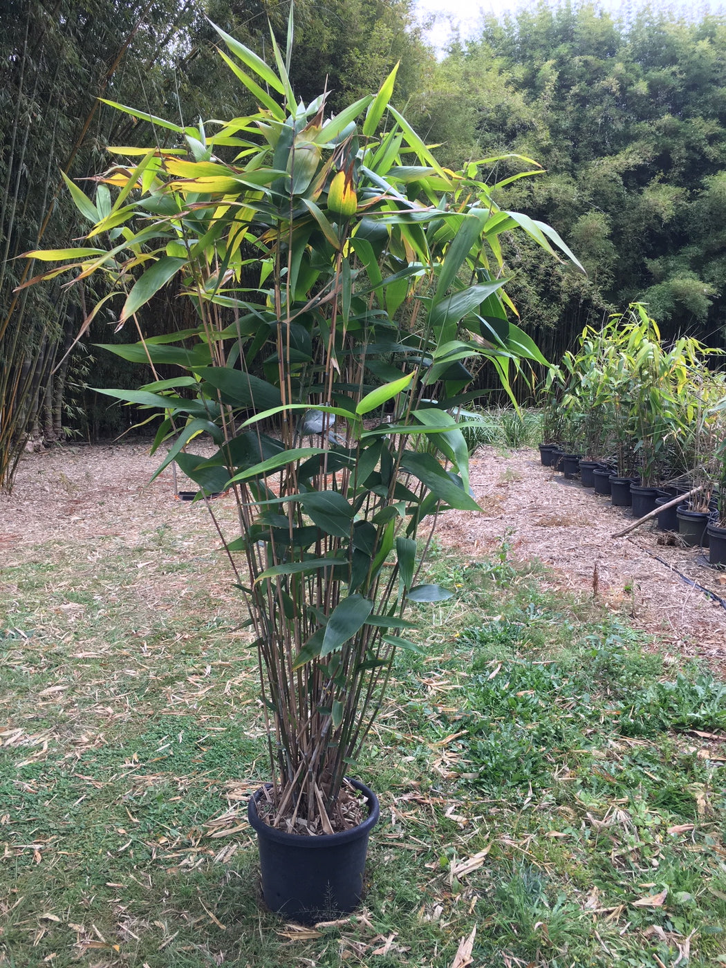 Tiger Grass (Thysanolaena maxima) — Bamboo World Nursery