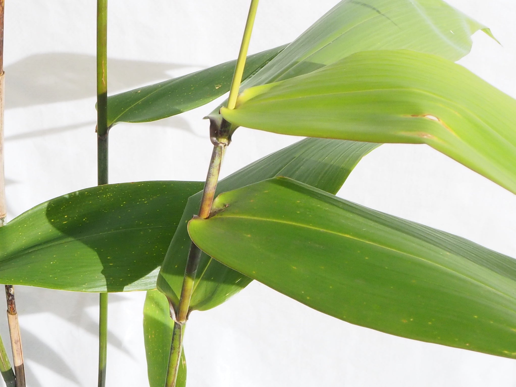 Tiger Grass (Thysanolaena maxima) — Bamboo World Nursery