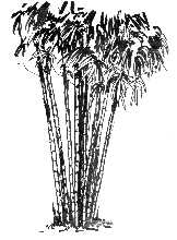 Ghost Bamboo (Dendrocalamus minor var Amoenus) — Bamboo World Nursery