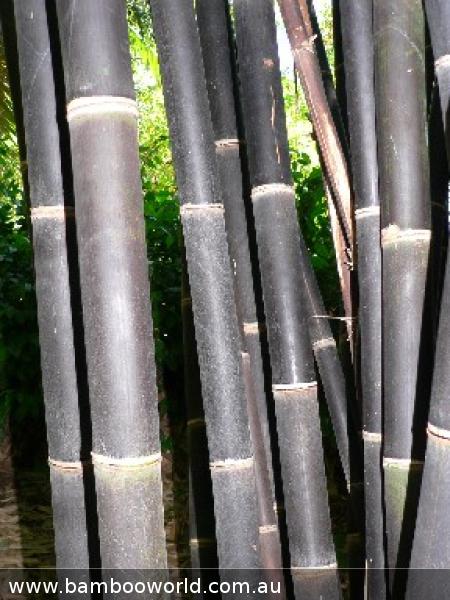 Java Black (Gigantochloa atroviolacea) — Bamboo World Nursery